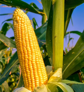 Maize | Mankind Agritech