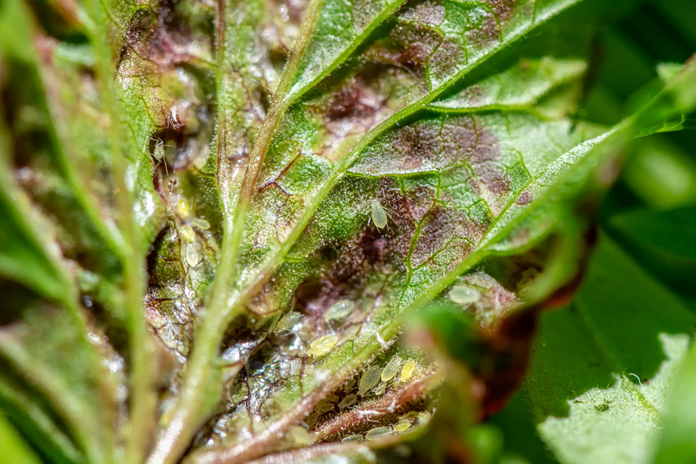 Bacterial Blight and Plant Health Management Guide