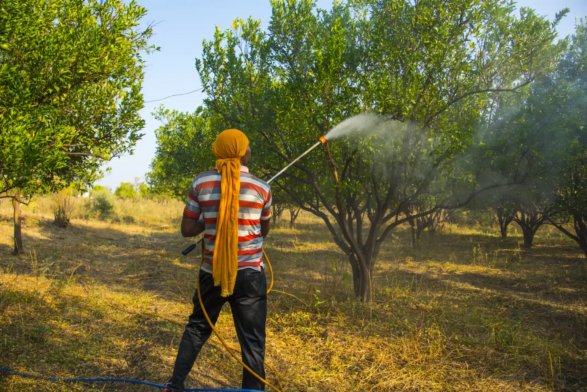 Contact Insecticides: How They Work and When to Use Them